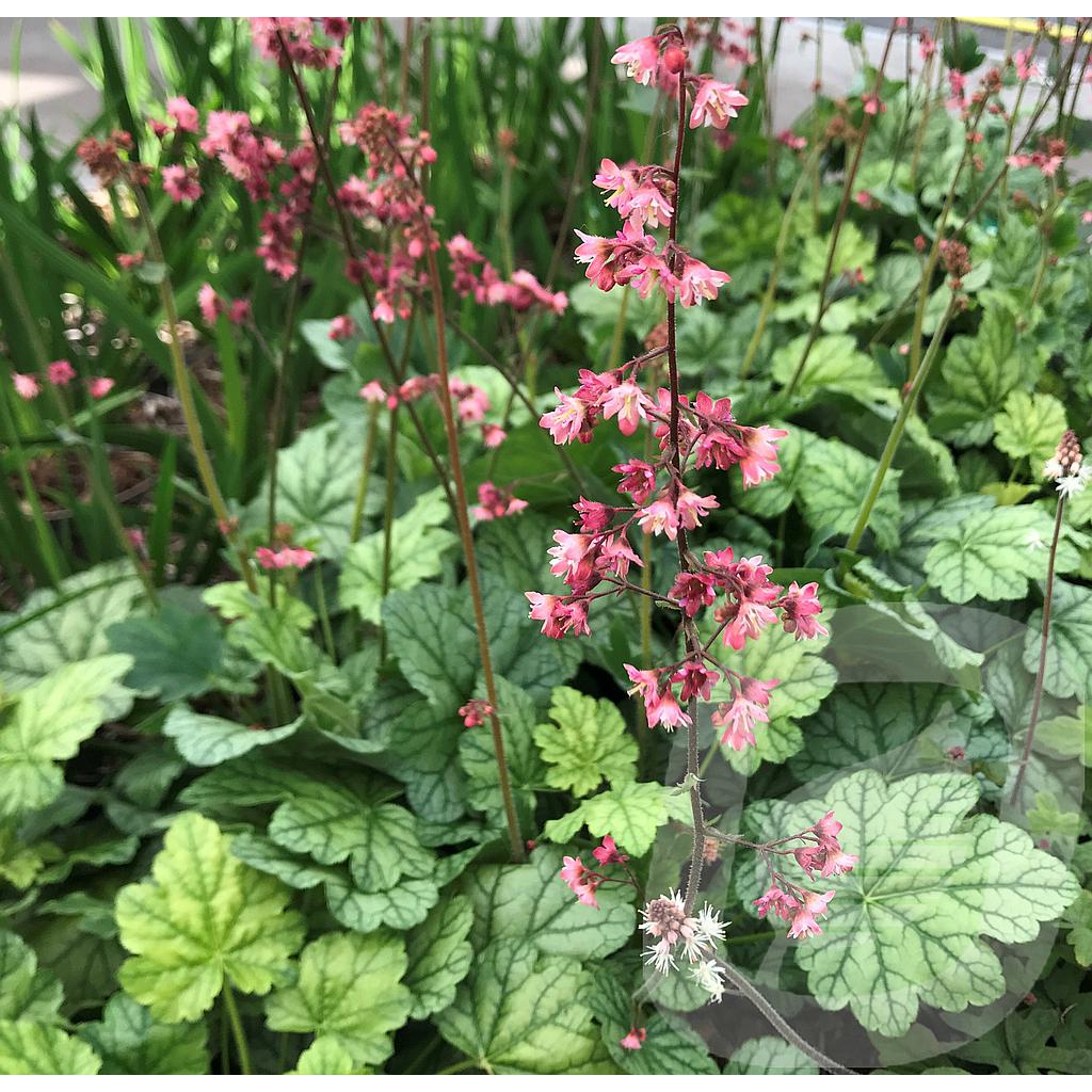 Heuchera 'Berry Timeless'® | Plantor